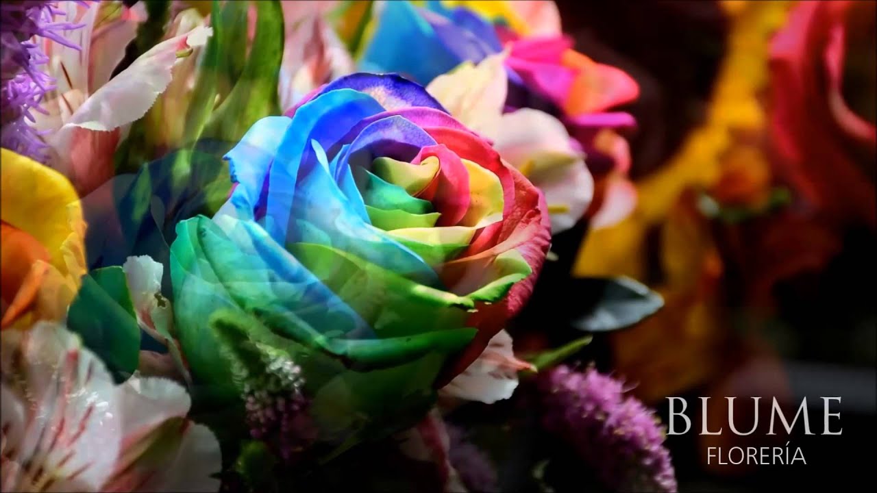 Rosas Arcoiris BlumeF16