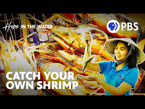 Can Shrimp Farming be Made Healthier and Sustainable? | Hope in the Water