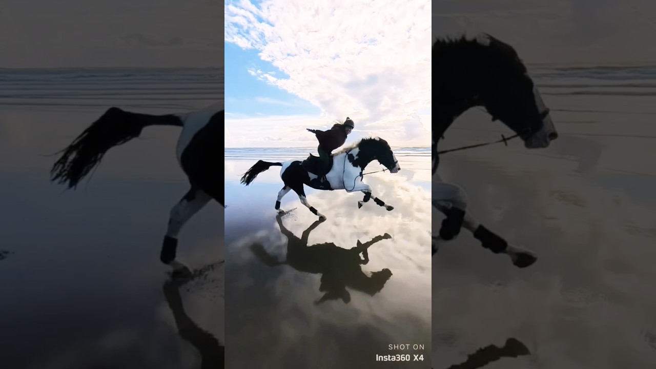 Galloping hands free down a beach 🪽 #horse #horses #galloping #gallopingonthebeach