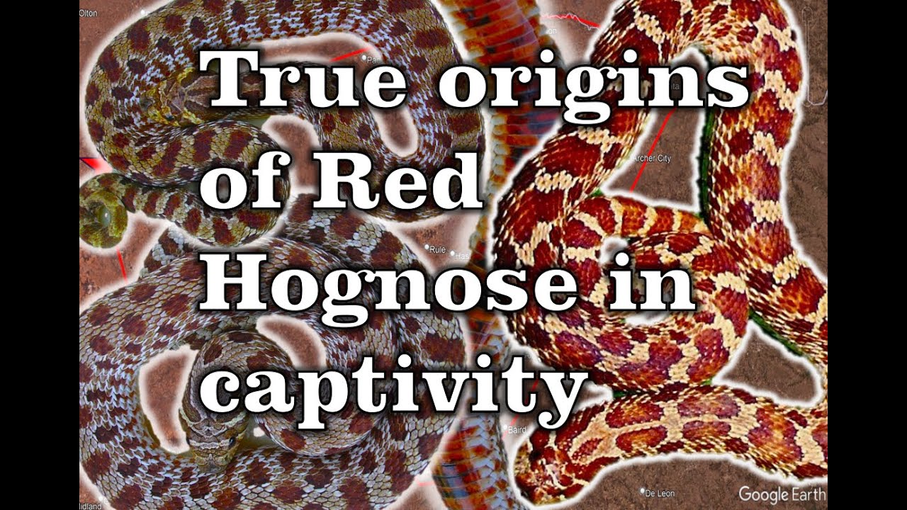 Red Hognose Origin