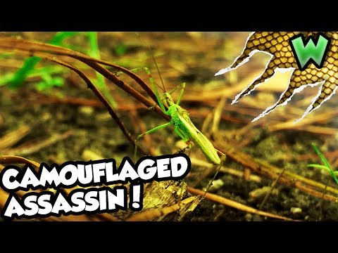 Creepy Camouflaged Assassin Bugs in the Garden! | Can I Catch It?