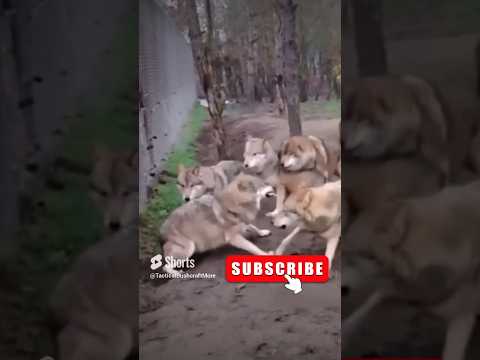 Wolves vs. Wolf ......Wolf Pack vs.Omega Wolf #wildlife