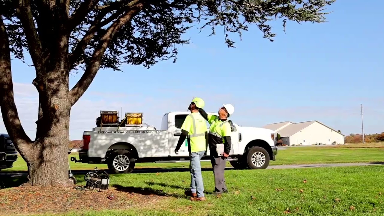 Pro-Cut Tree Service