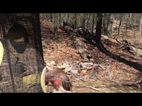 Video: House finch with head stuck in feeder | Birds of New England.com