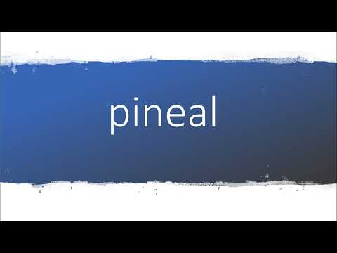 How to pronounce pineal