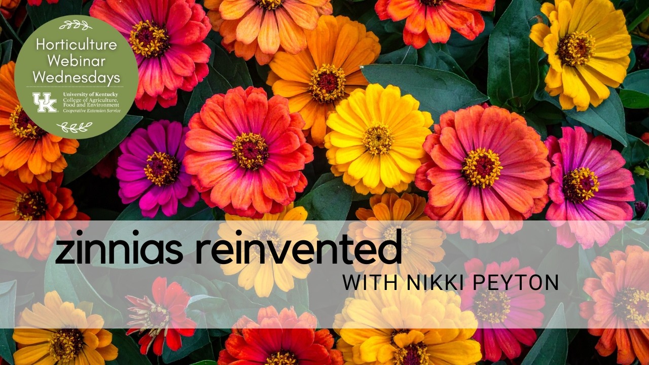 Zinnias Reinvented