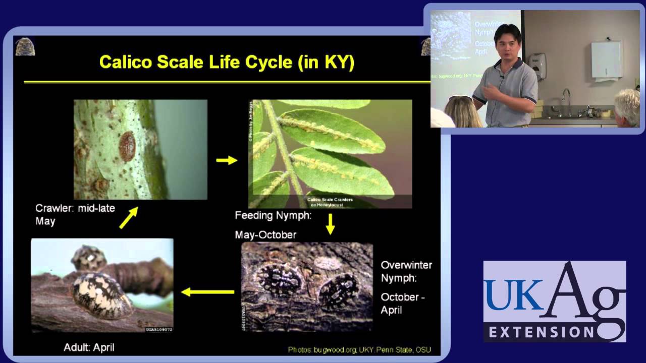 Nursery Scale Insects- Their Identification & Control - IPM In Kentucky