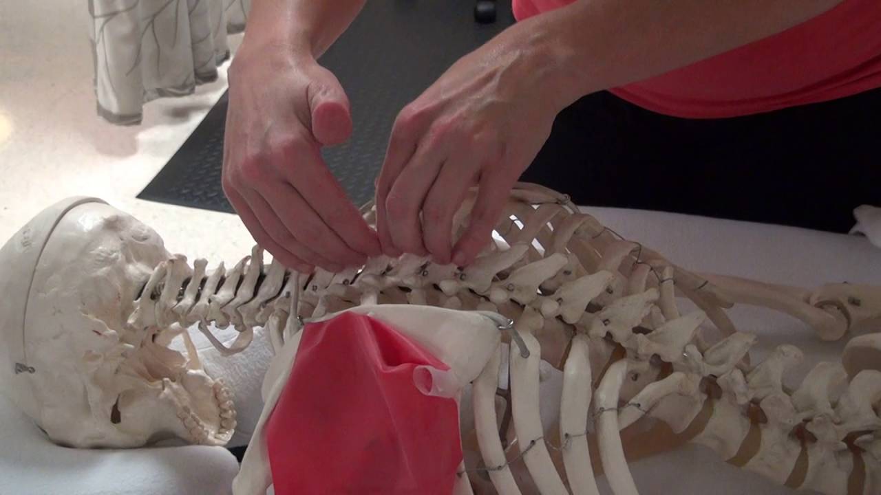 ESG, lamina groove, and Transversospinalis on Skeleton