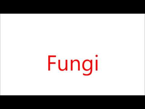 How to Pronounce Fungi