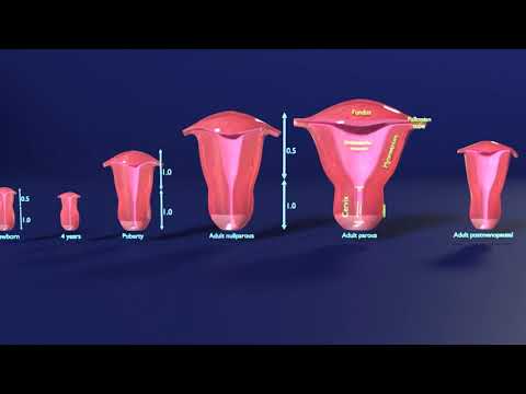 🧪 uterus stages cut section animated labelled 3D model・ 3D File for 3D ...