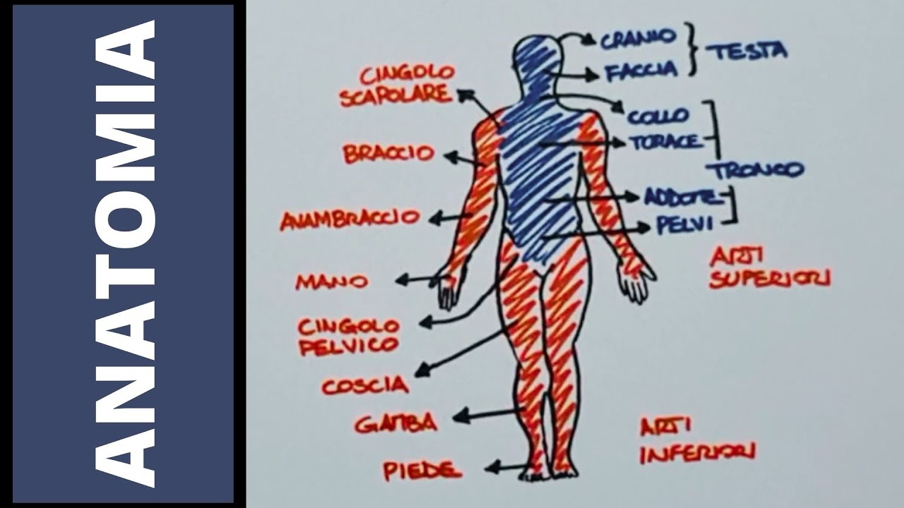 Introduction to human anatomy