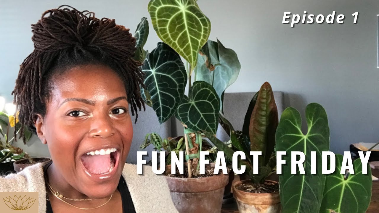 Fun Fact Friday | The Anthurium | Symbol of Hospitality