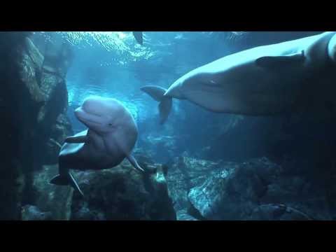 Singing in the Ocean Deeps - Stanton Lanier