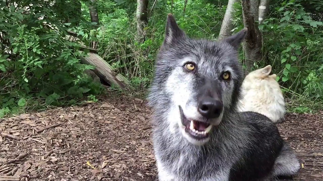 Happy Wolves, Happy Howls