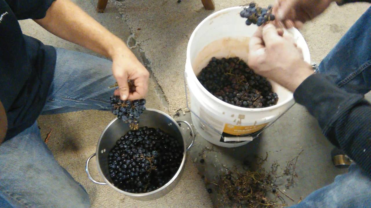 De stemming the mystery grapes