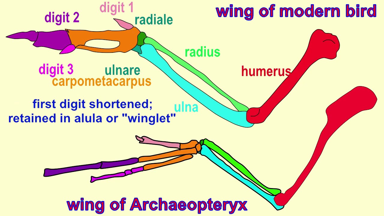 bones of avian wings