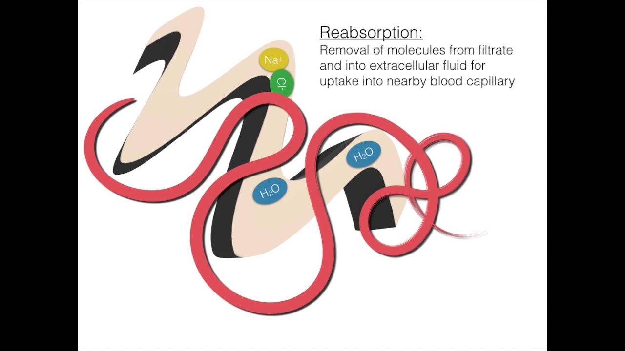 The Process of Osmoregulation