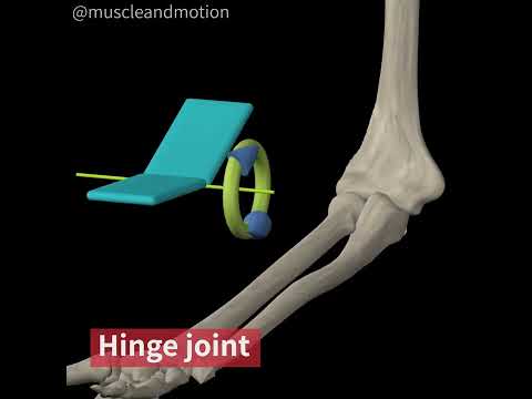TYPES OF SYNOVIAL JOINTS: THE HINGE