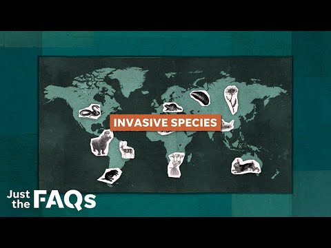 How invasive species became a problem in US | Just the FAQs