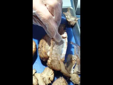 Sheep Brain (quiz)