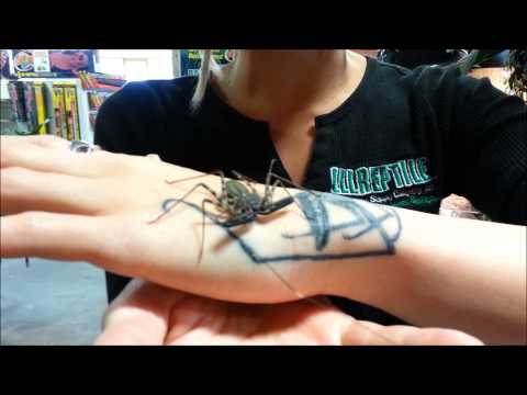 Nicole shows off serious Tailless Whip Scorpion Knowledge!