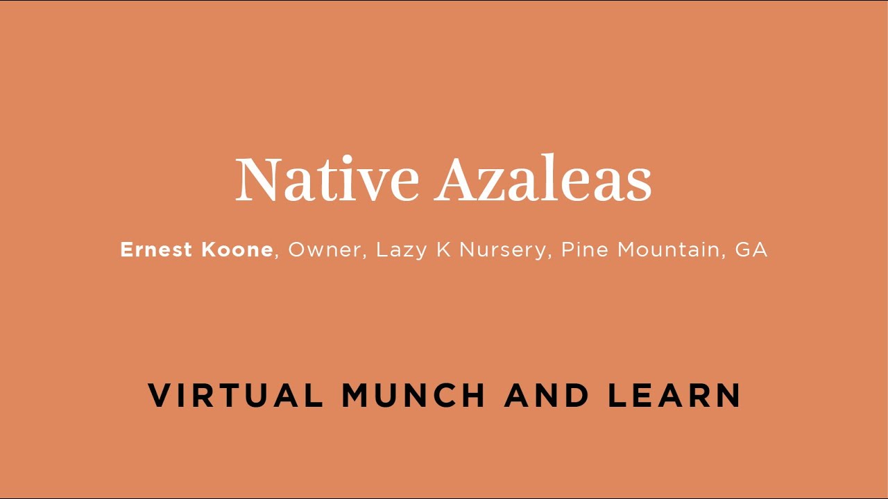 Munch and Learn: Native Azaleas
