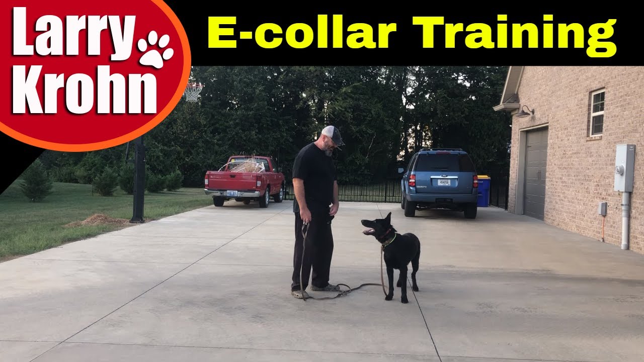 First E Collar / Remote Collar Session with young German Shepherd