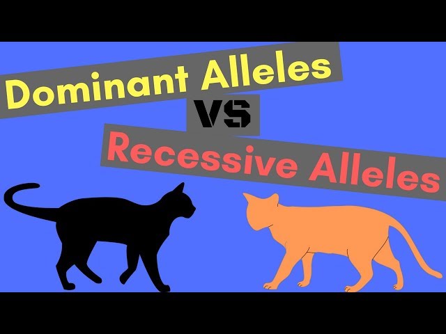 Understanding Dominant and Recessive Alleles in Genetics | Galaxy