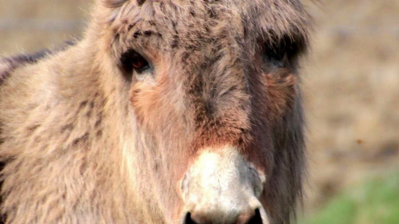 Donkey wallpaper for iphone 14