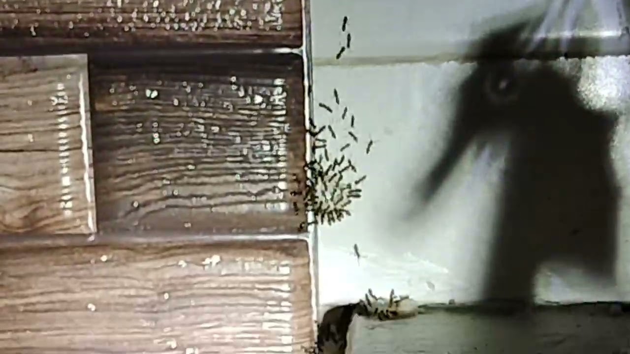 Odorous House Ants Going Crazy for Our Bait