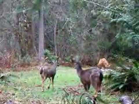 Deer In meadow