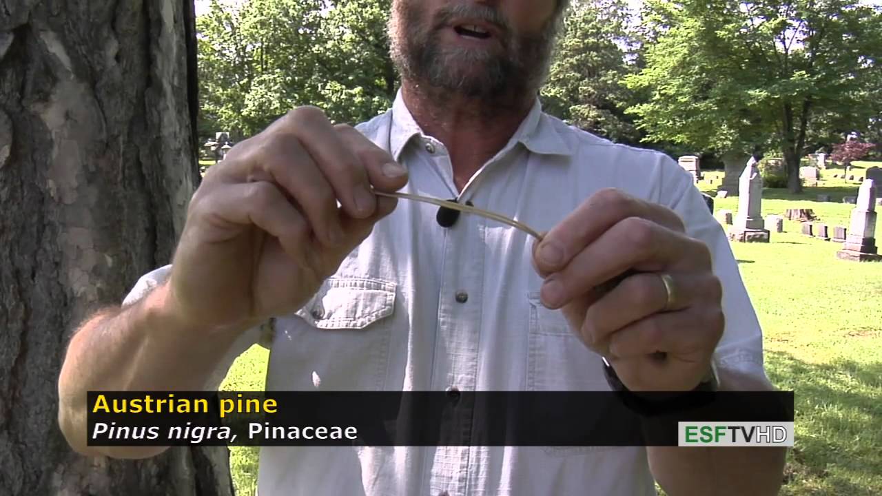 Trees with Don Leopold - Austrian pine