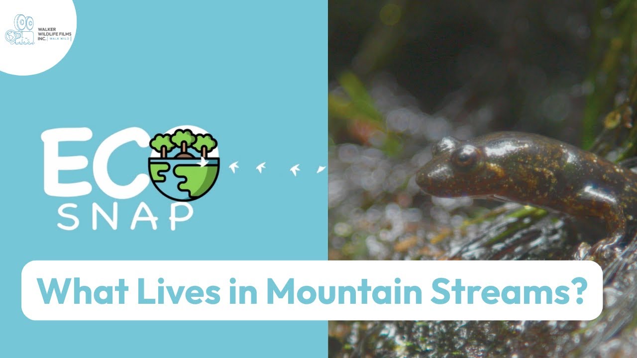 Mountain Stream Ecosystems Why Salamanders Thrive Here