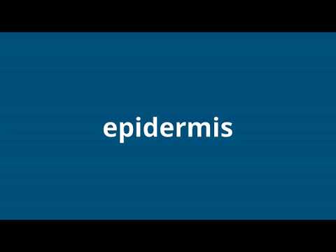 what is the meaning of epidermis
