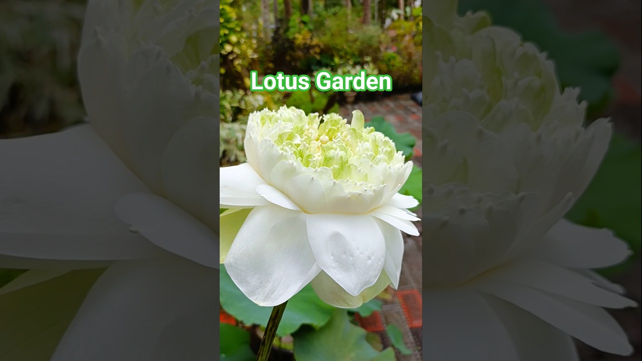Lotus Shorts Green Apple 🪷 #lotus #shorts #shortvideo #naturelovers #garden #plants #aquatic