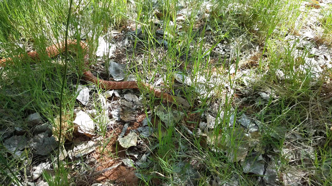 4K CC. Red Racer Snake 8mph, Catching Pet Reptiles & Amphibians NV AZ CA UT USA Herping HD.