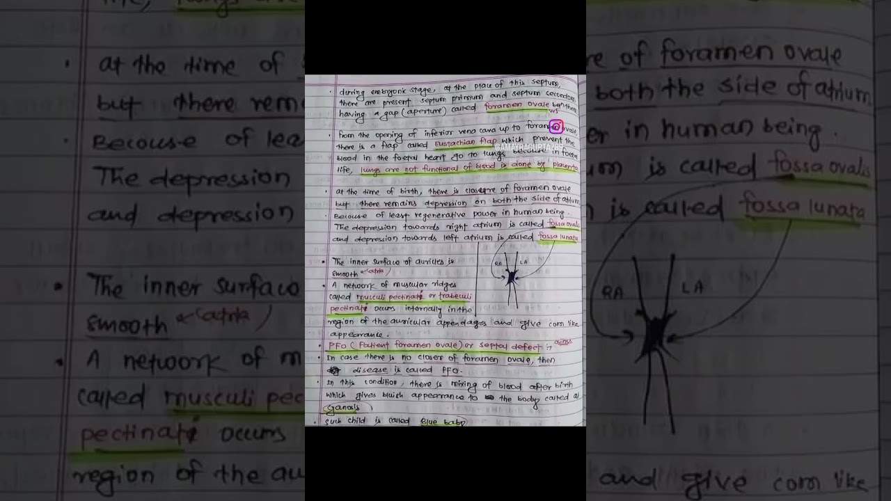 circulatory system notes #notes #study #learn #biologynotes #comments #hamdmade @BIOLOGYWITHARTI