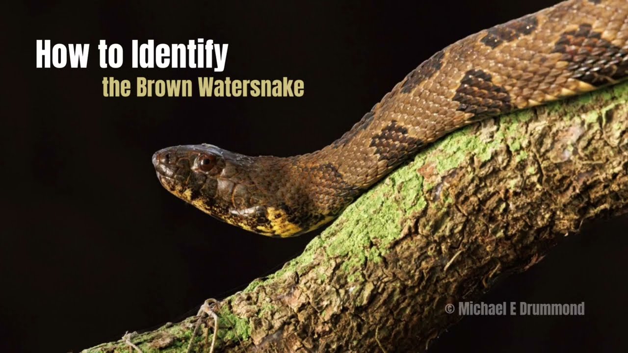 How to ID the Brown Watersnake