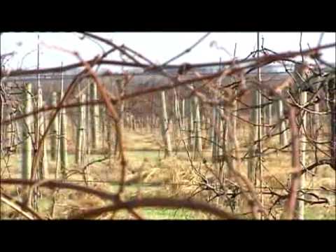 Cool Weather May Affect Local Wines