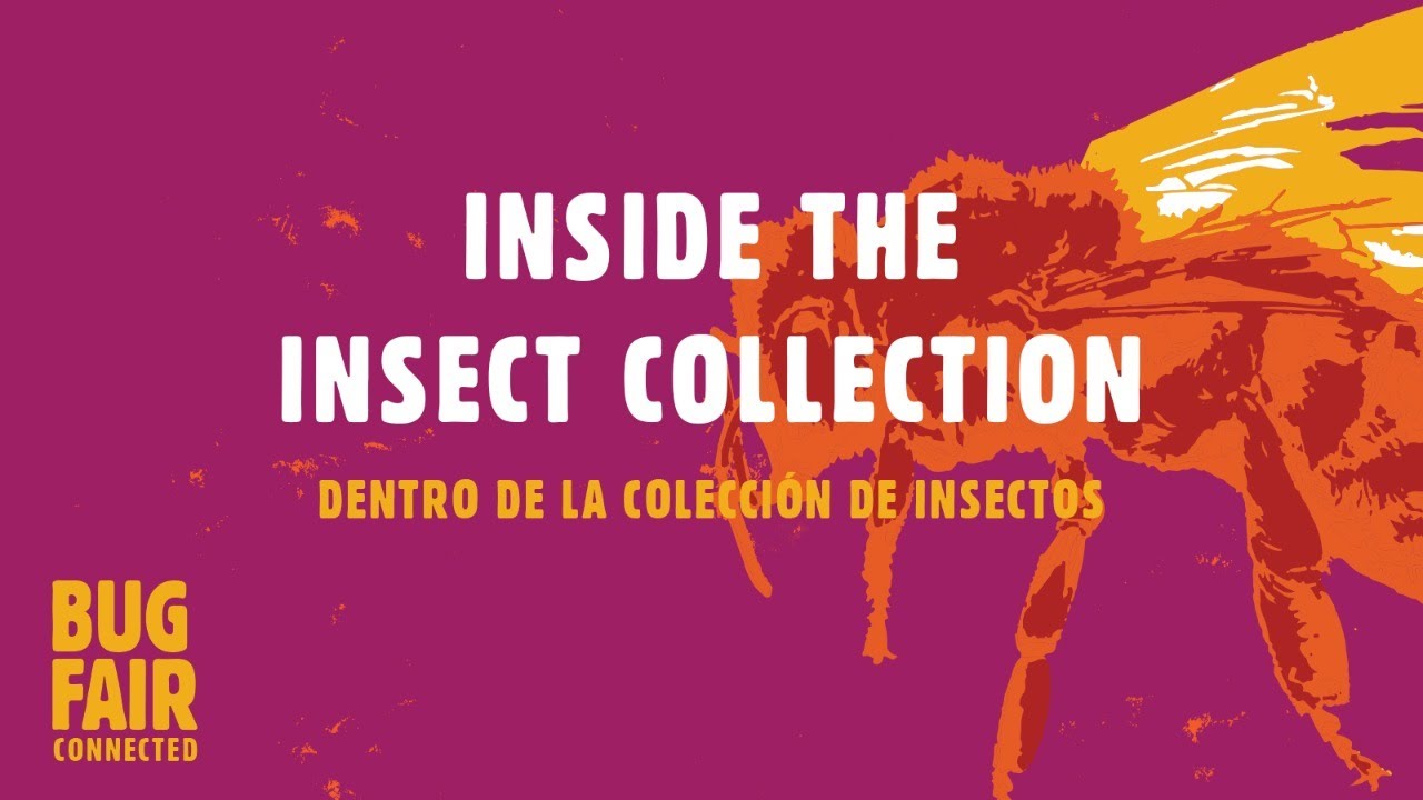 Inside the Insect Collection