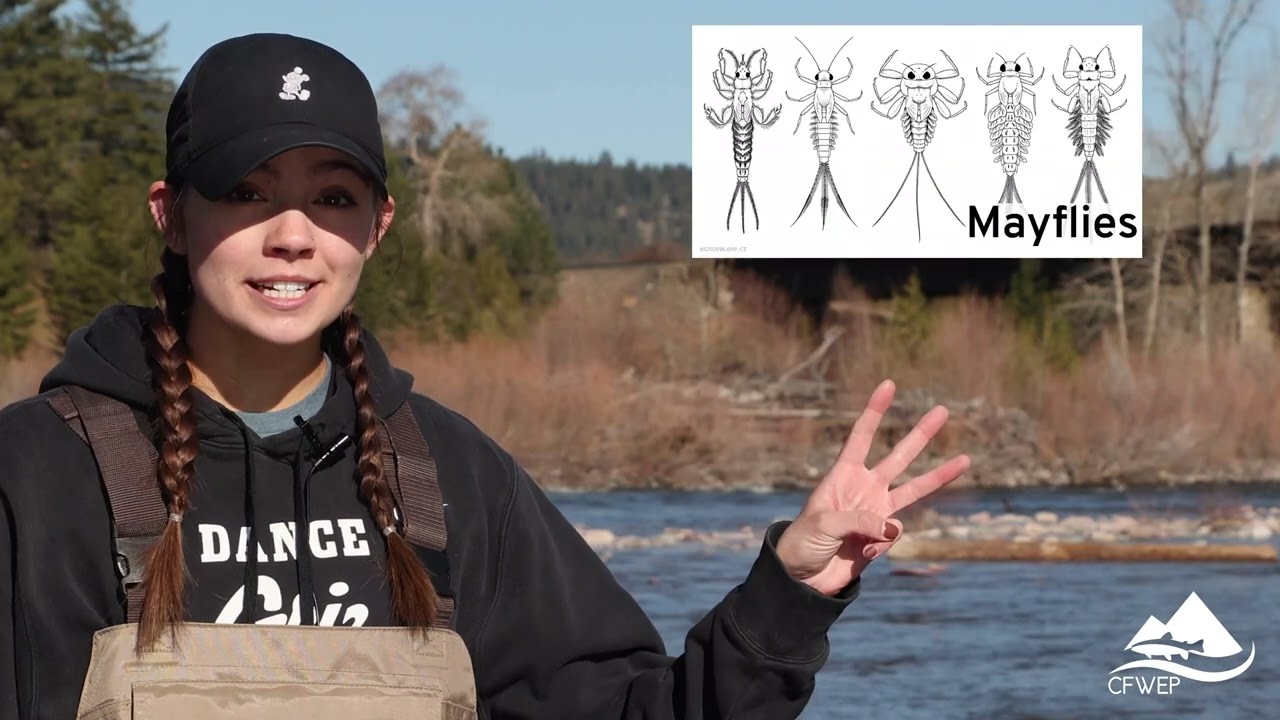 Macroinvertebrates have moves!