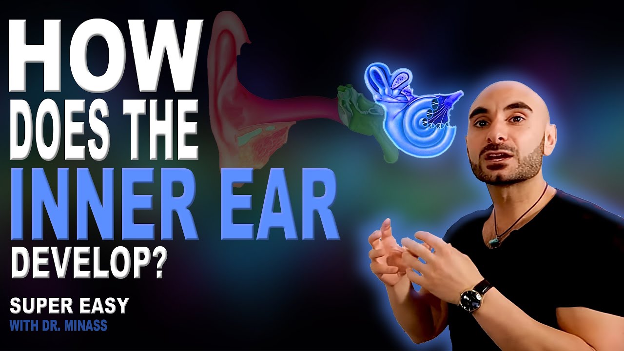 Understanding the Embryological Development of the Inner Ear | Galaxy.ai