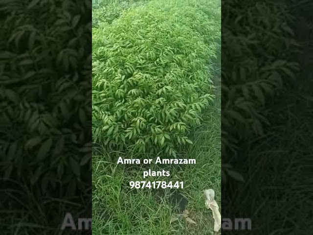 Amra plant - Thai Amra-Ambarella- Amrajum- Thai Amra Fruit Plant ...