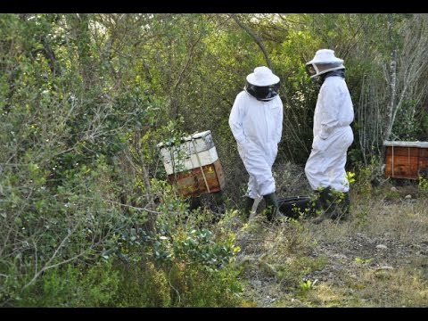Some dos and don'ts for backyard beekeepers