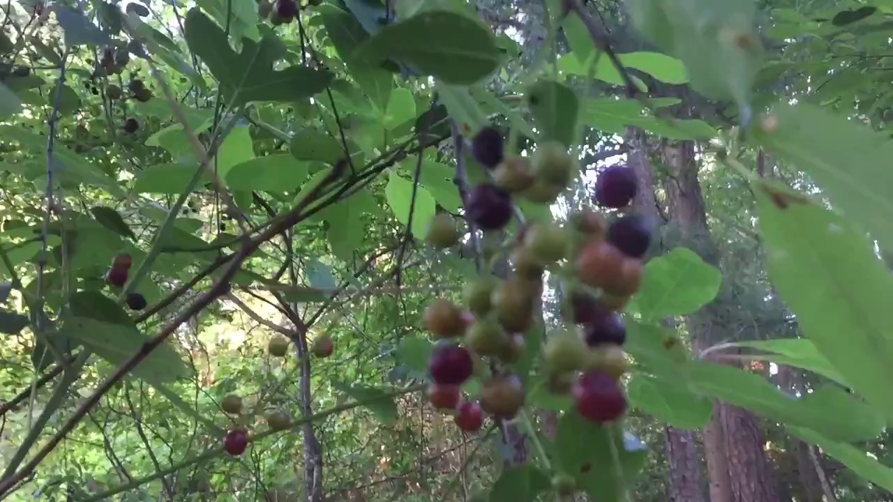 Choke cherry - awesome wild edible