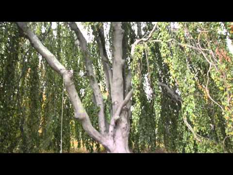 Rhode Island Tree Council - Home