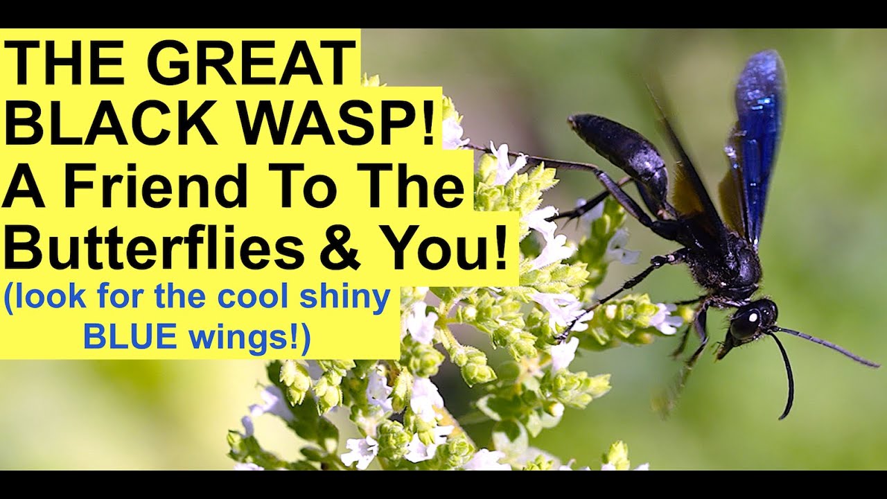 THE GREAT BLACK WASP! Sphex Pensylvanicus, A Beneficial Friend to the Butterflies and Your Garden!