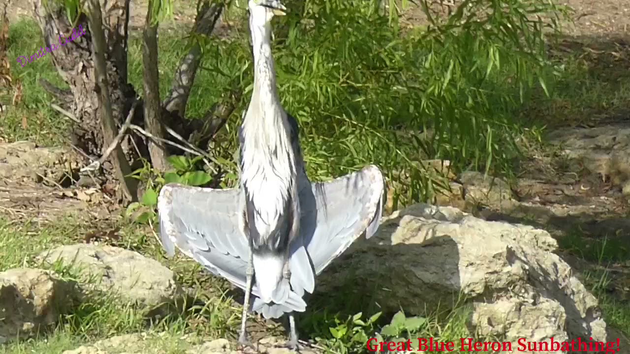 How can it do that? Great Blue Heron drying the underside of it’s wings! 2021