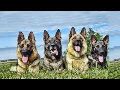 German shepherd all coat colours and variety