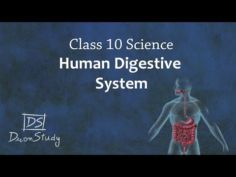 Human Digestive System - Class 10 X Sciecne - Life Process Video Lecture